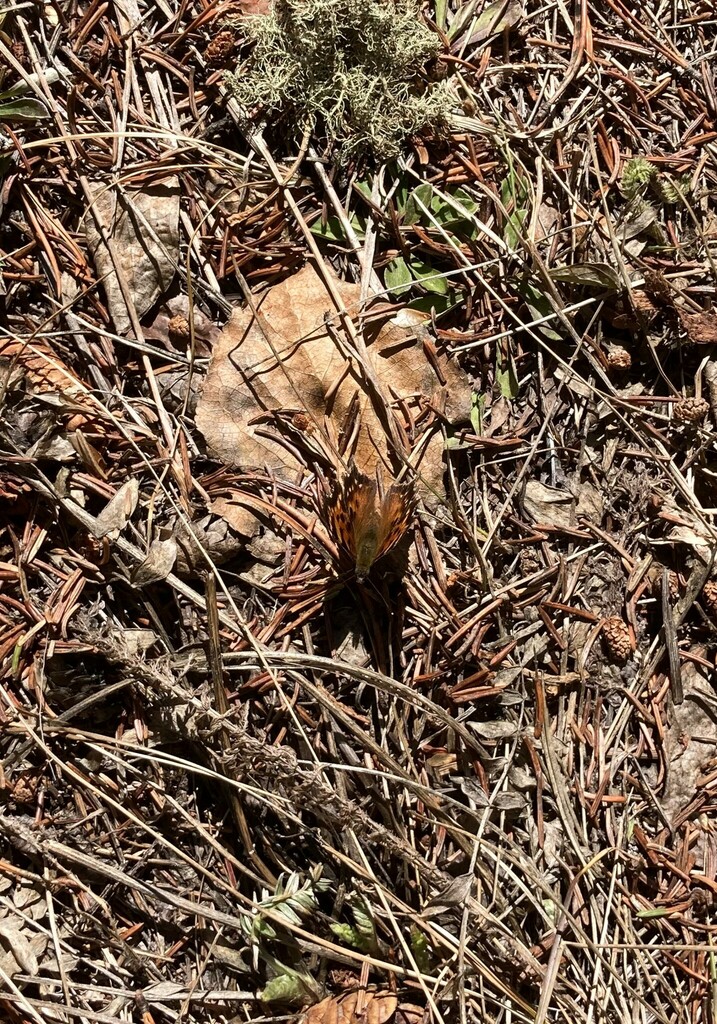 Green Comma from Kananaskis, AB T0L, Canada on April 26, 2023 at 02:57 ...