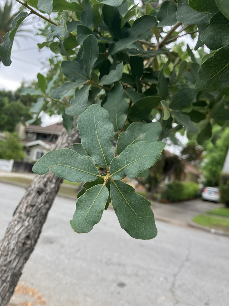 Engelmann oak from Locust St, Pasadena, CA, US on May 5, 2023 at 08:26 ...