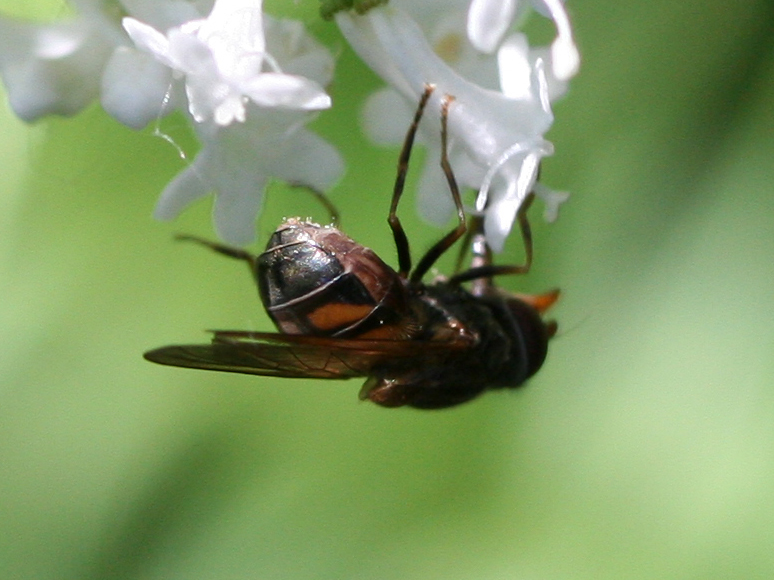 American Snout Fly from Shepard Settlement, Onondaga County, NY, USA on ...