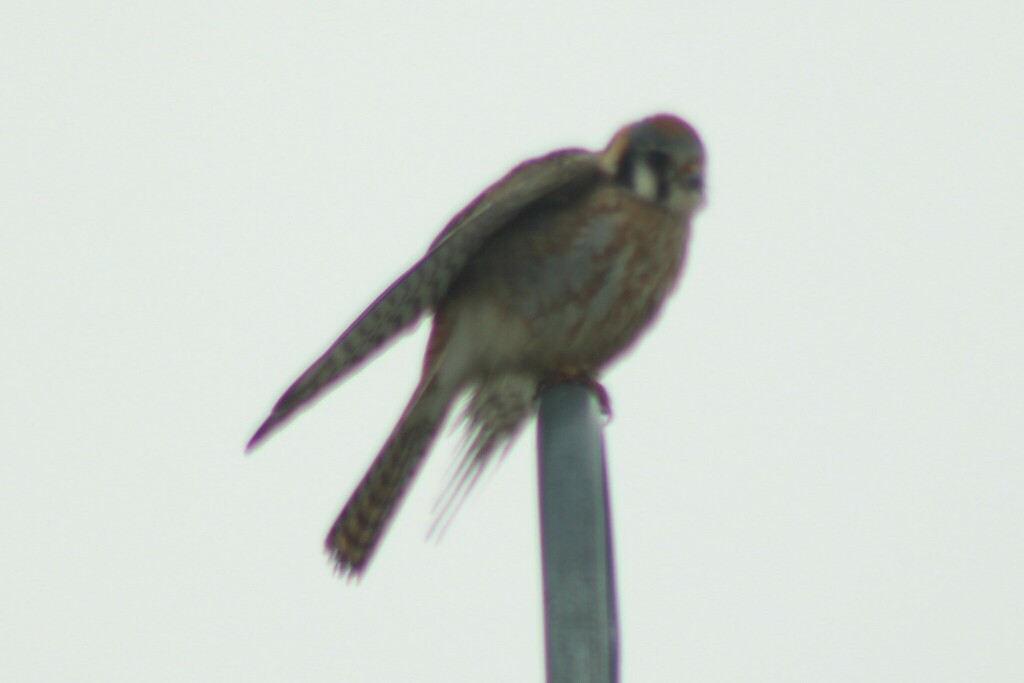 Northern American Kestrel from Baker County, OR, USA on April 22, 2023 ...