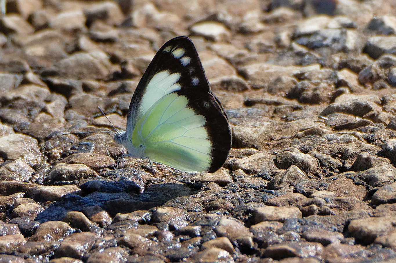 Cepora perimale (Donovan, 1805)