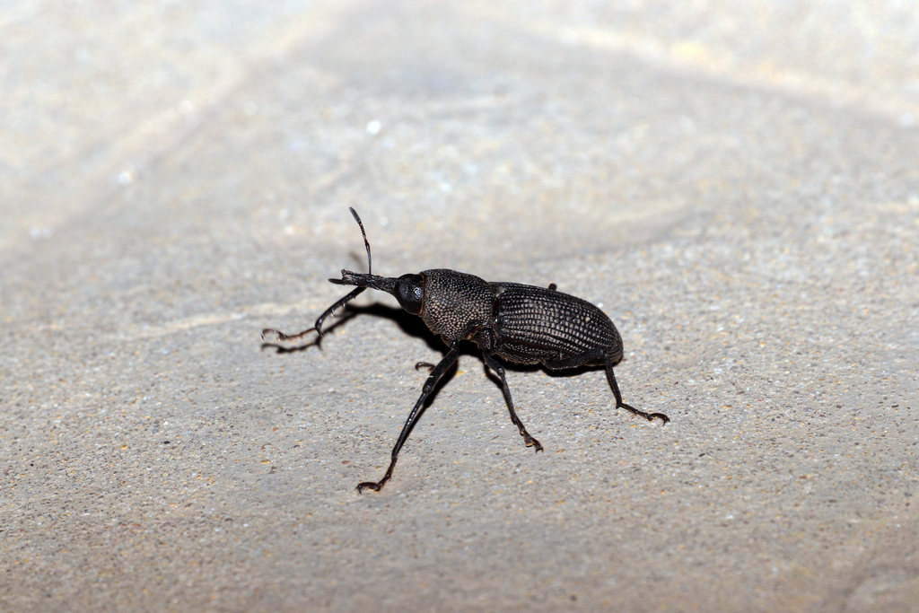 Bearded Weevil from Escuinapa, Sin., México on April 29, 2023 at 09:27 ...