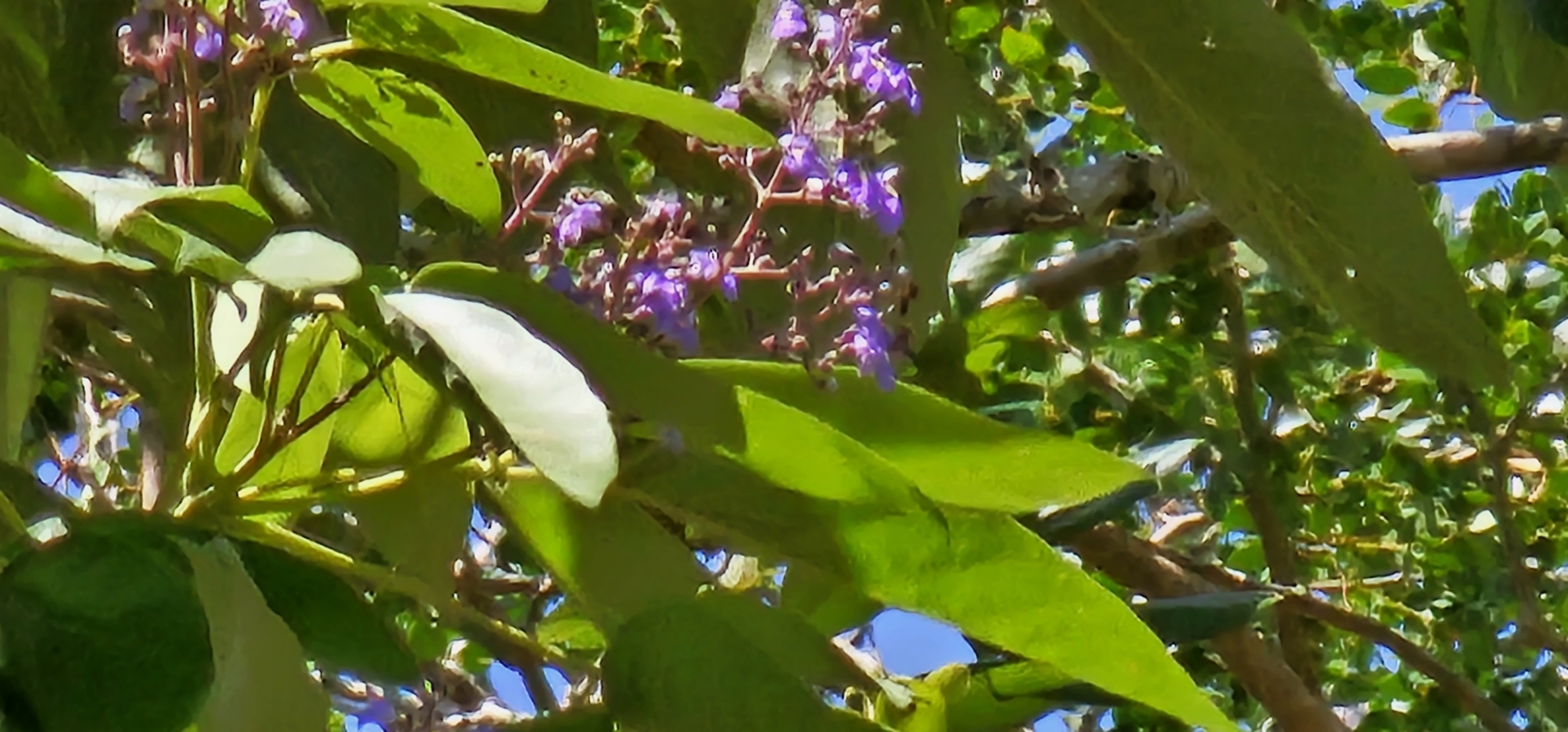 Vitex gaumeri Greenm.