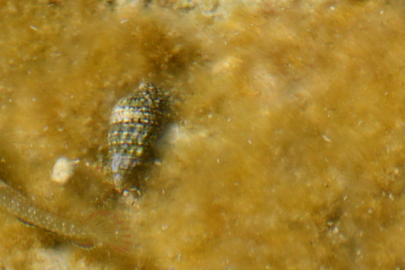 Cerithium lividulum Risso, 1826