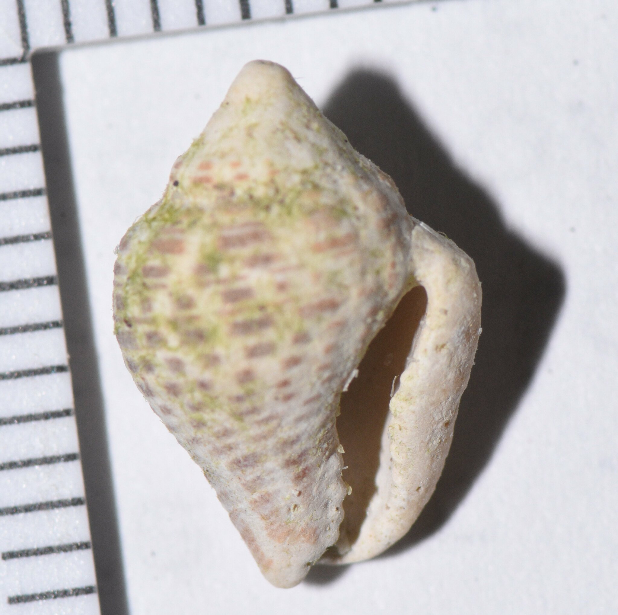 Columbella mercatoria (Linnaeus, 1758)