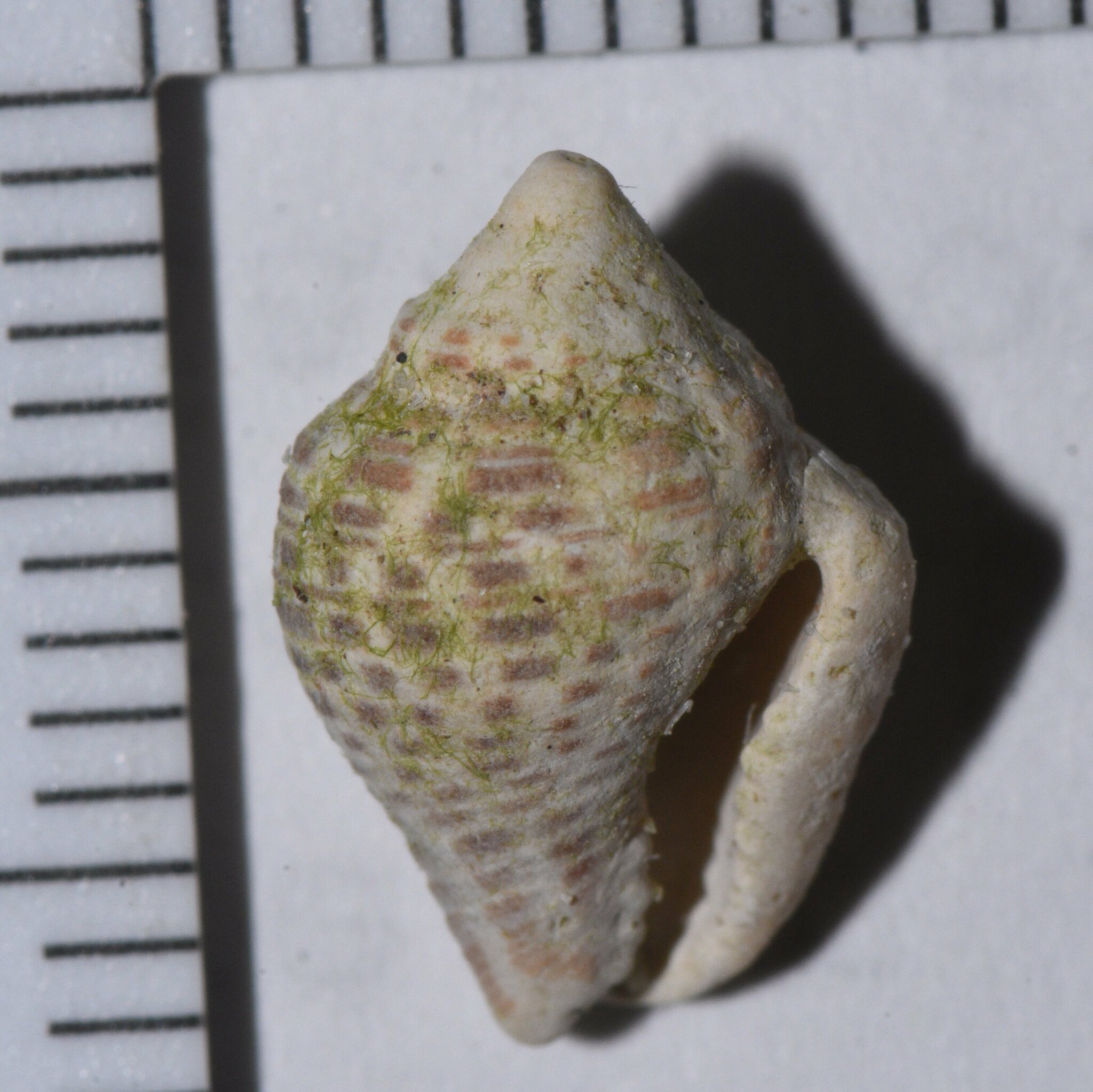 Columbella mercatoria (Linnaeus, 1758)