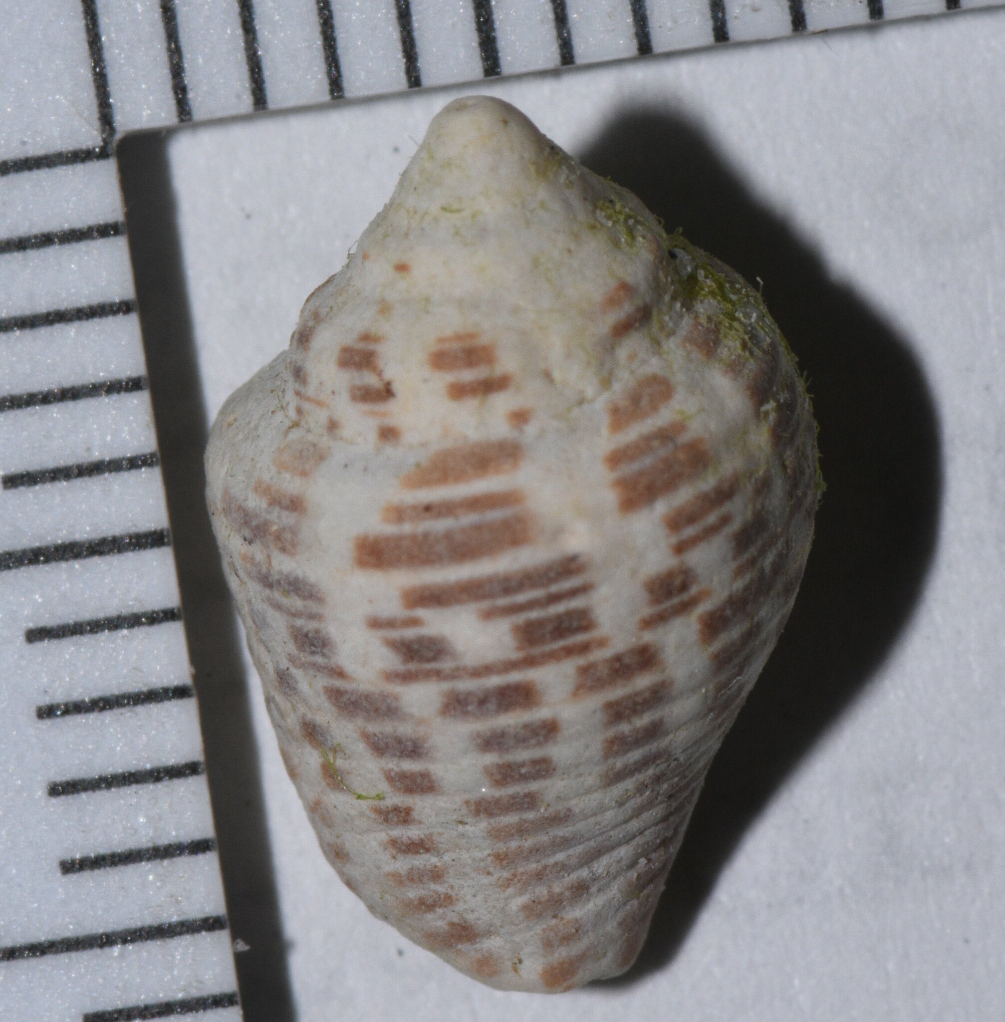 Columbella mercatoria (Linnaeus, 1758)