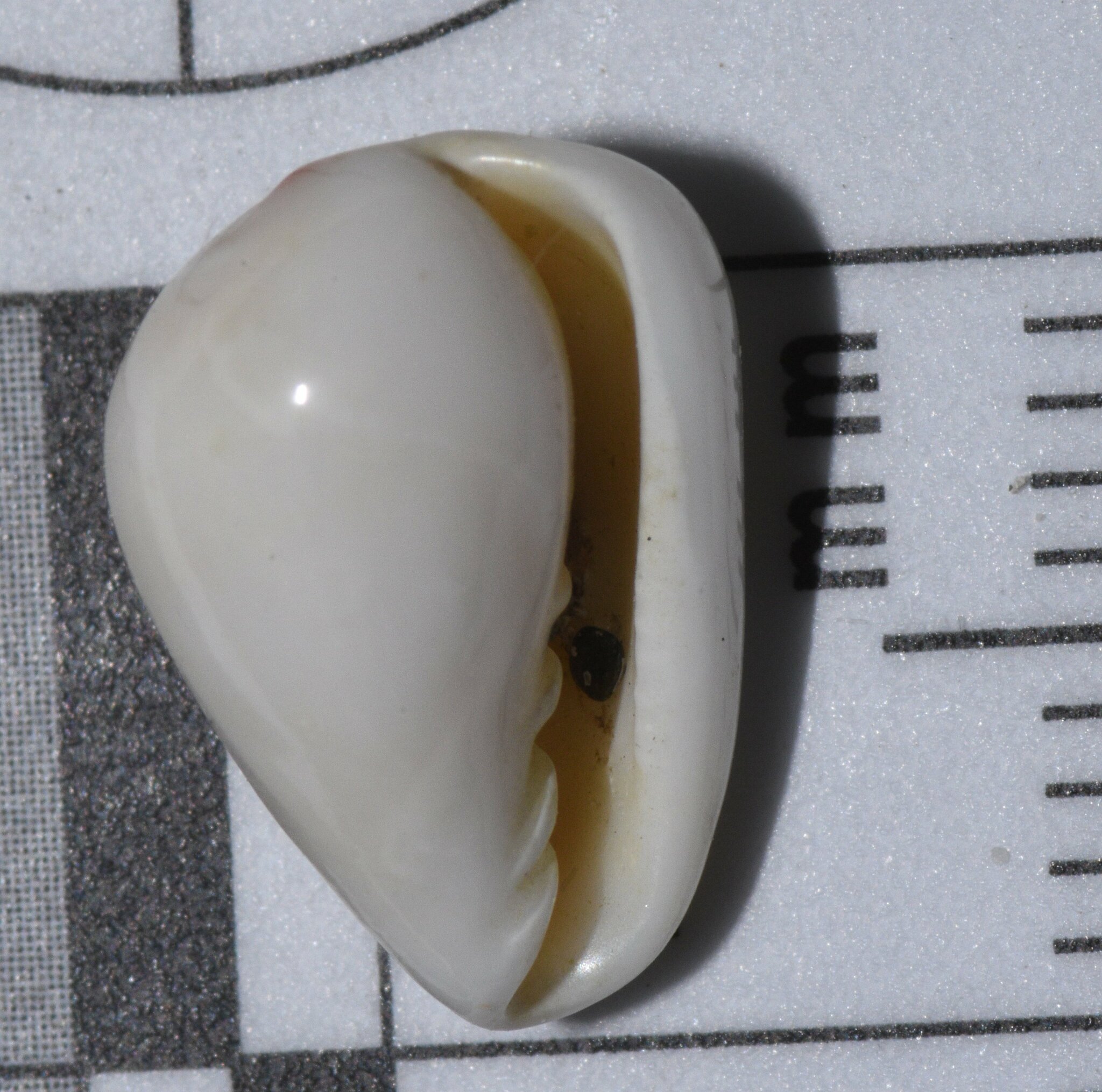 Prunum apicinum (Menke, 1828)