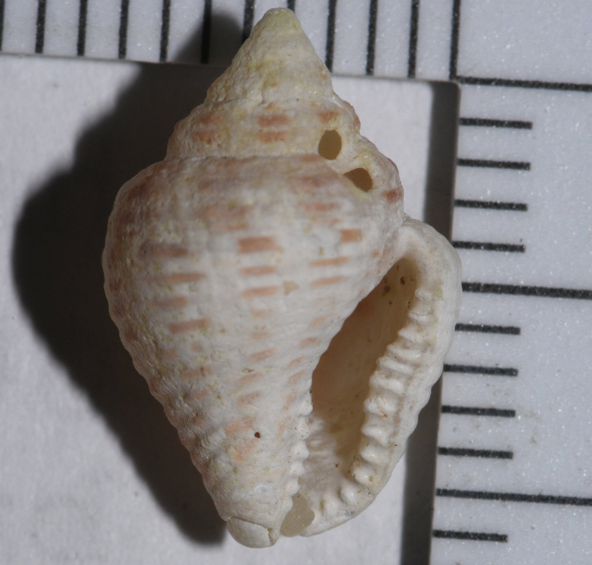 Columbella mercatoria (Linnaeus, 1758)
