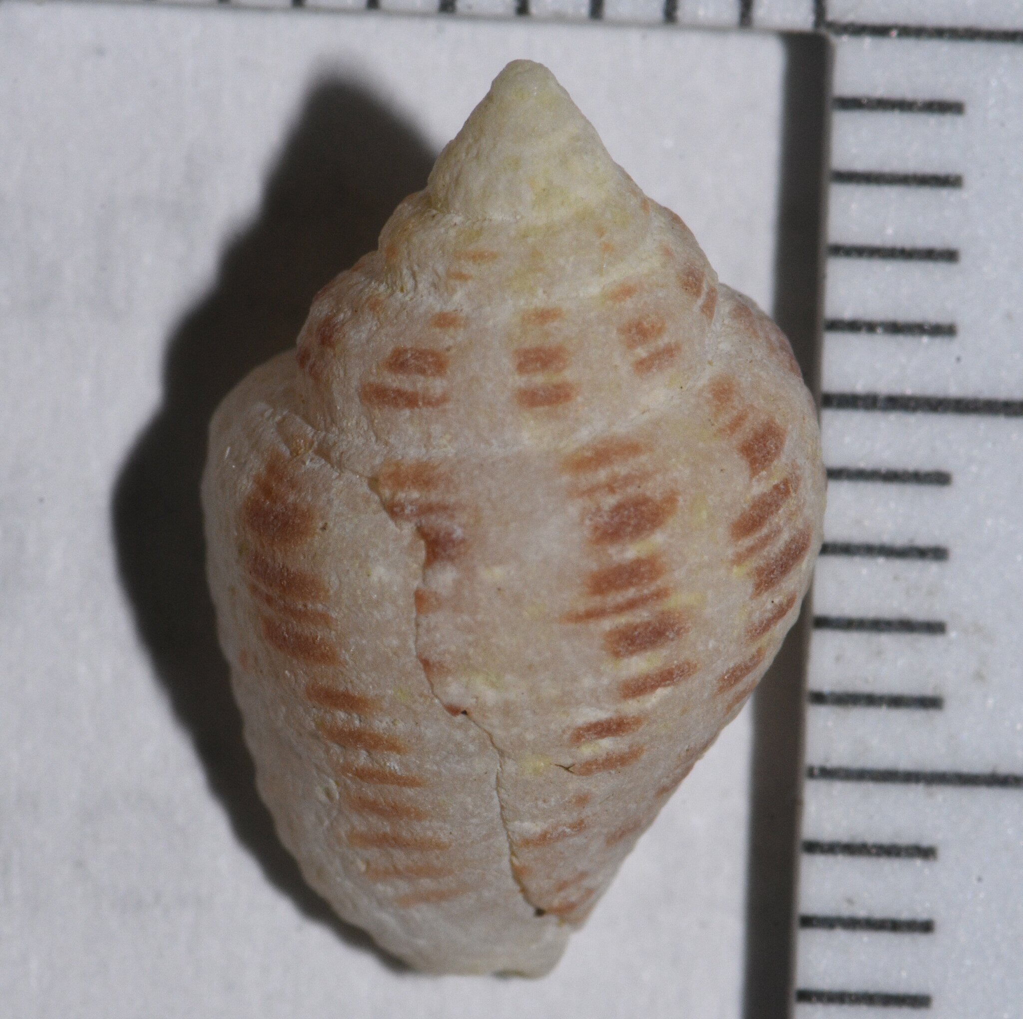 Columbella mercatoria (Linnaeus, 1758)