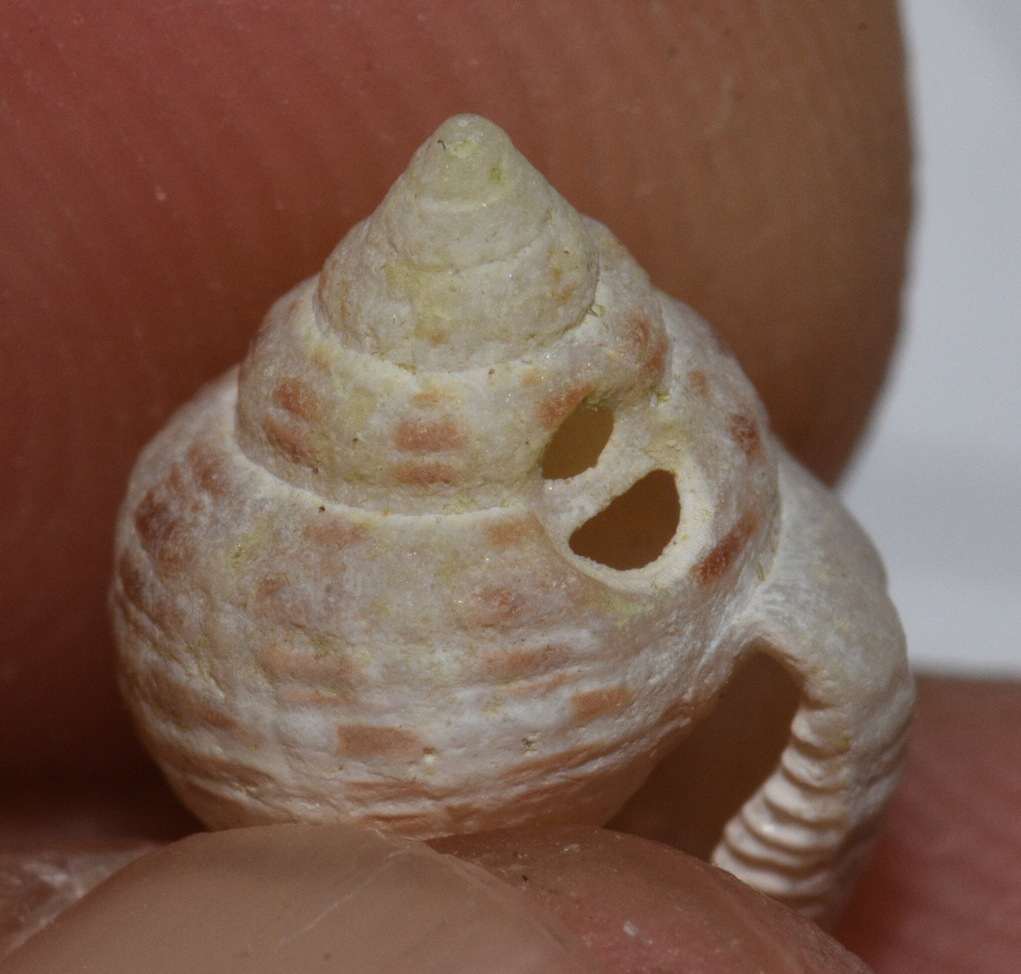 Columbella mercatoria (Linnaeus, 1758)