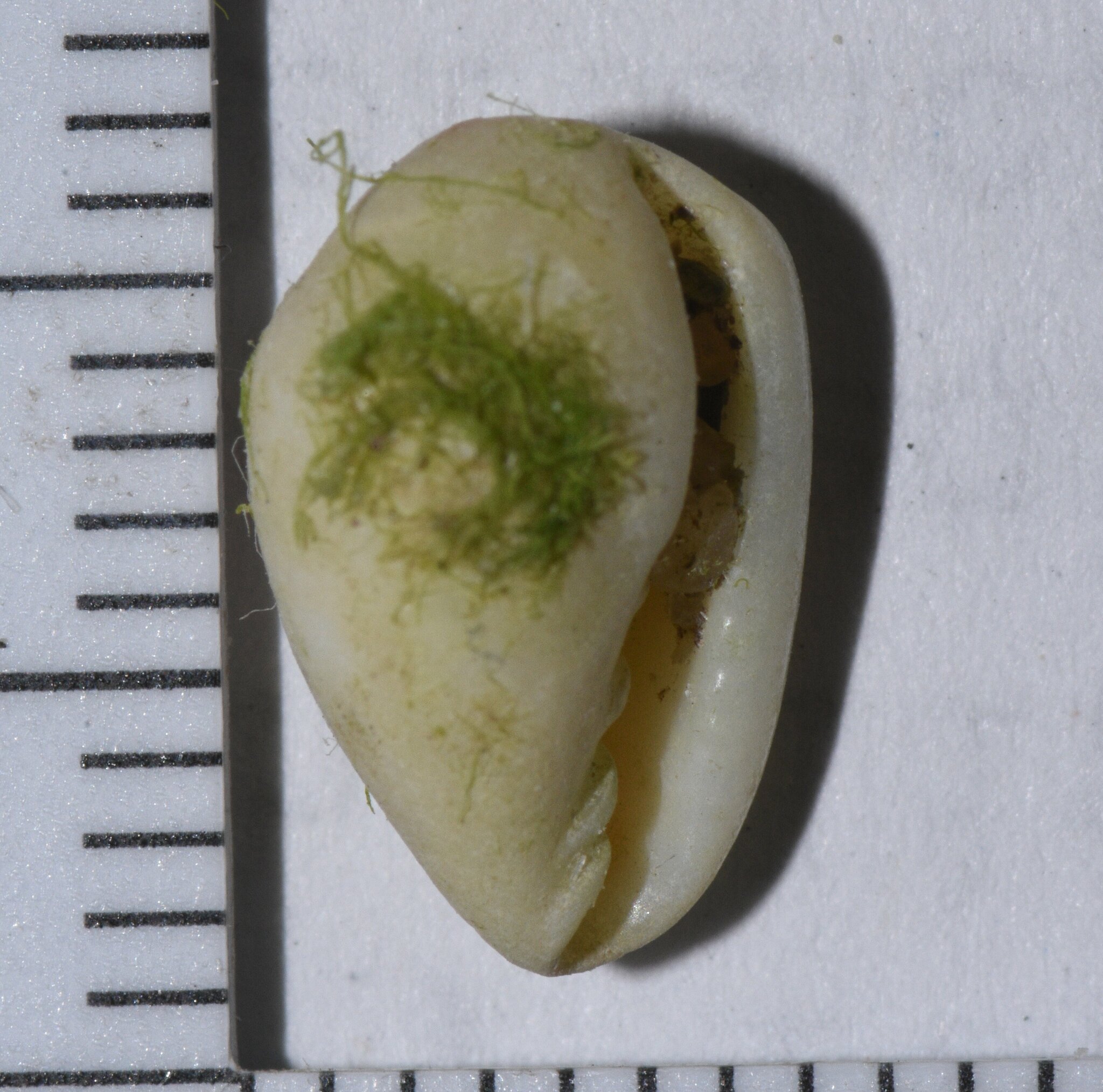 Prunum apicinum (Menke, 1828)