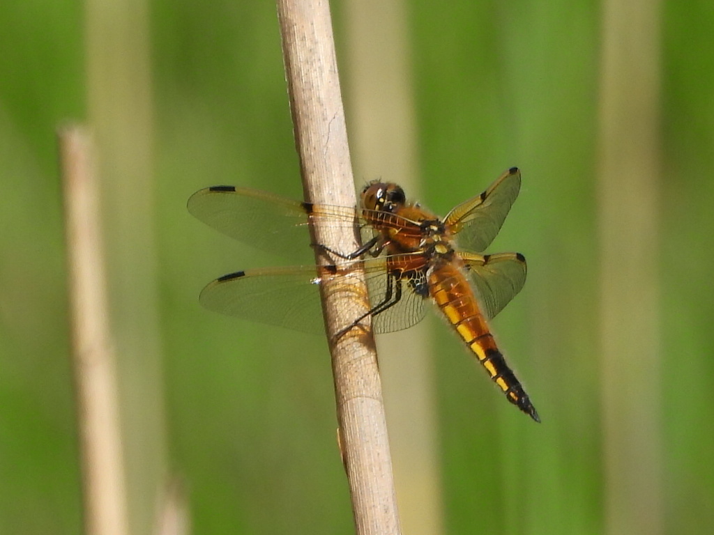 Libellula quadrimaculata Linnaeus, 1758