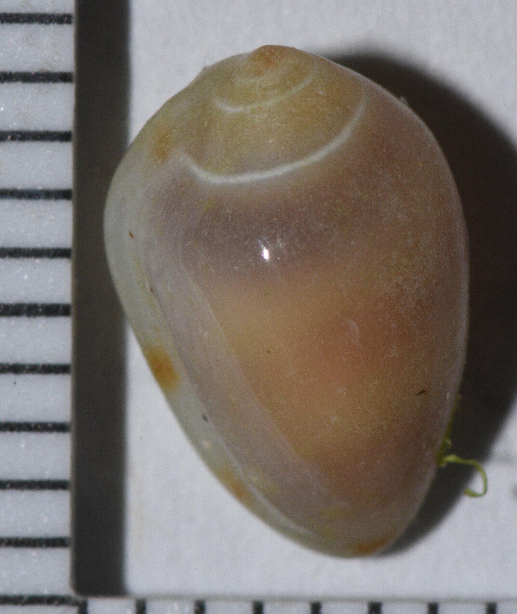 Prunum apicinum (Menke, 1828)