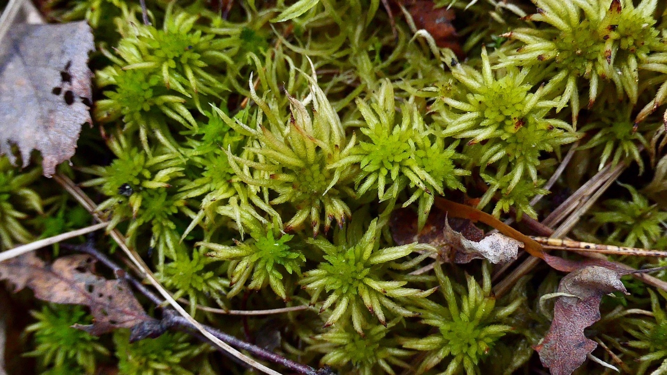 Sphagnum riparium Ångström, 1864