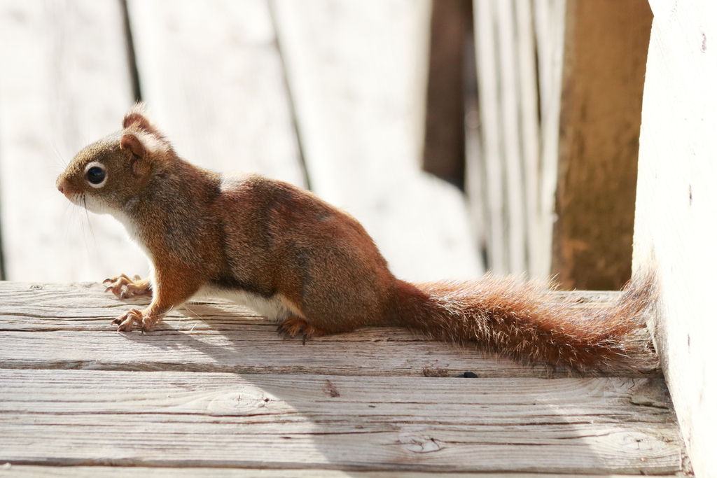 American Red Squirrel from East Hants, NS, Canada on May 05, 2023 at 07 ...