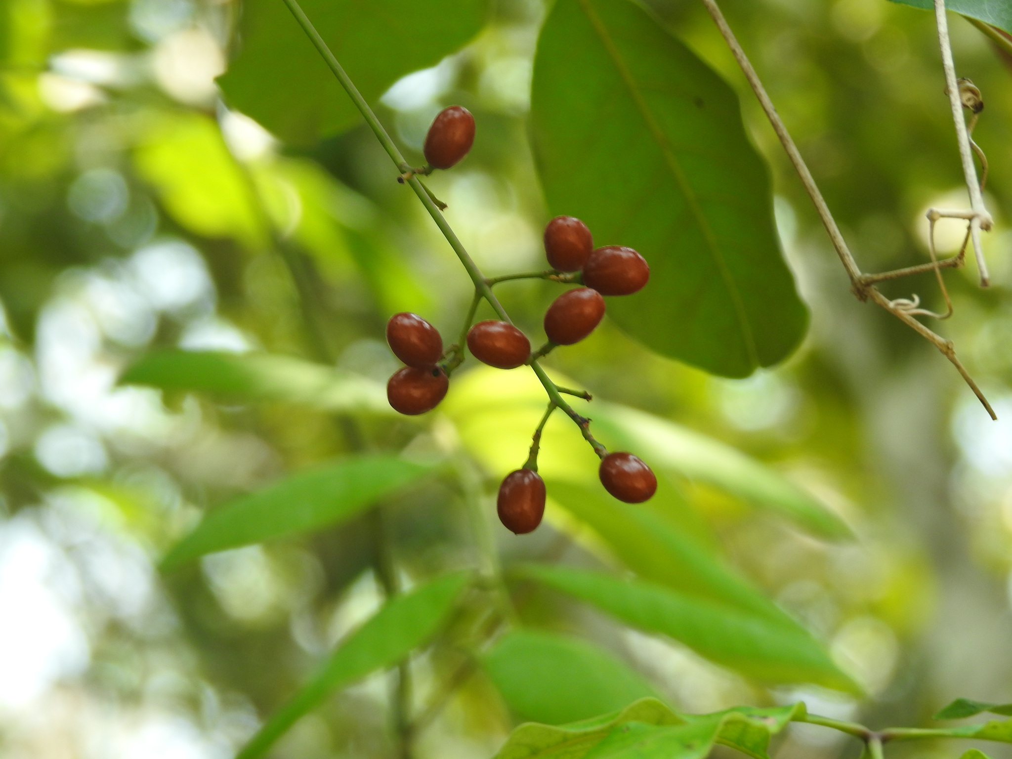 Metopium brownei (Jacq.) Urb.