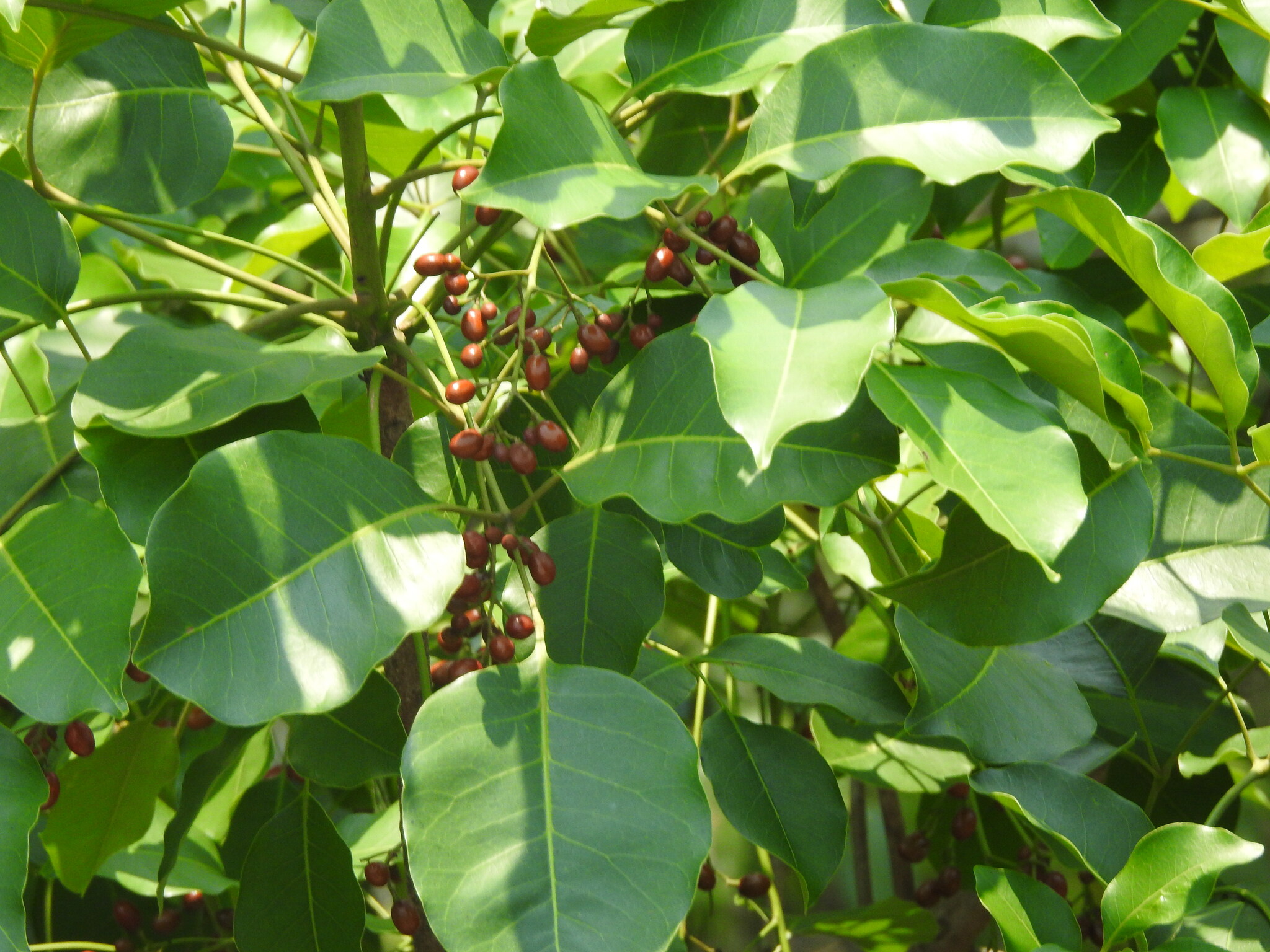 Metopium brownei (Jacq.) Urb.