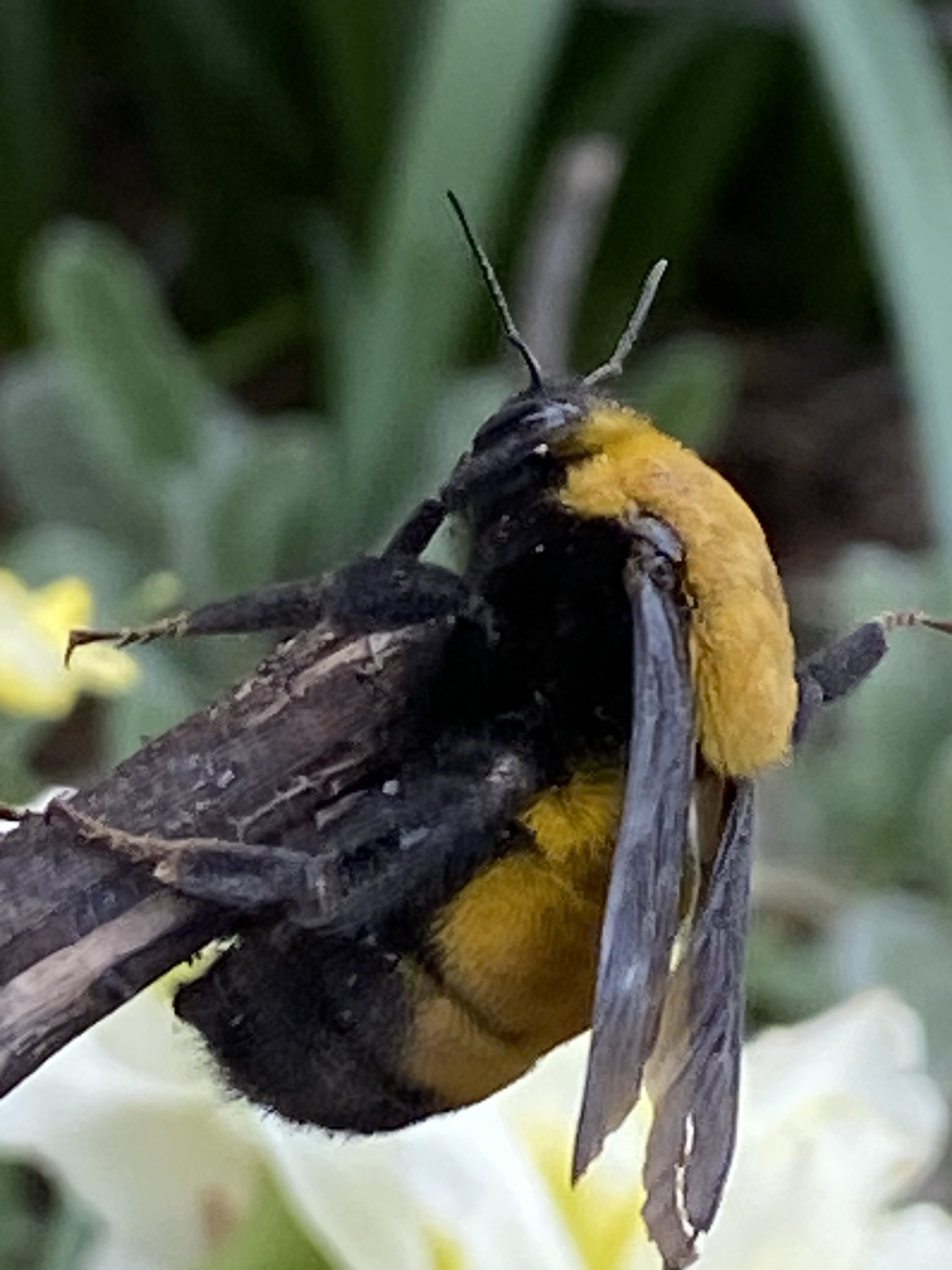 Bombus morrisoni Cresson, 1879