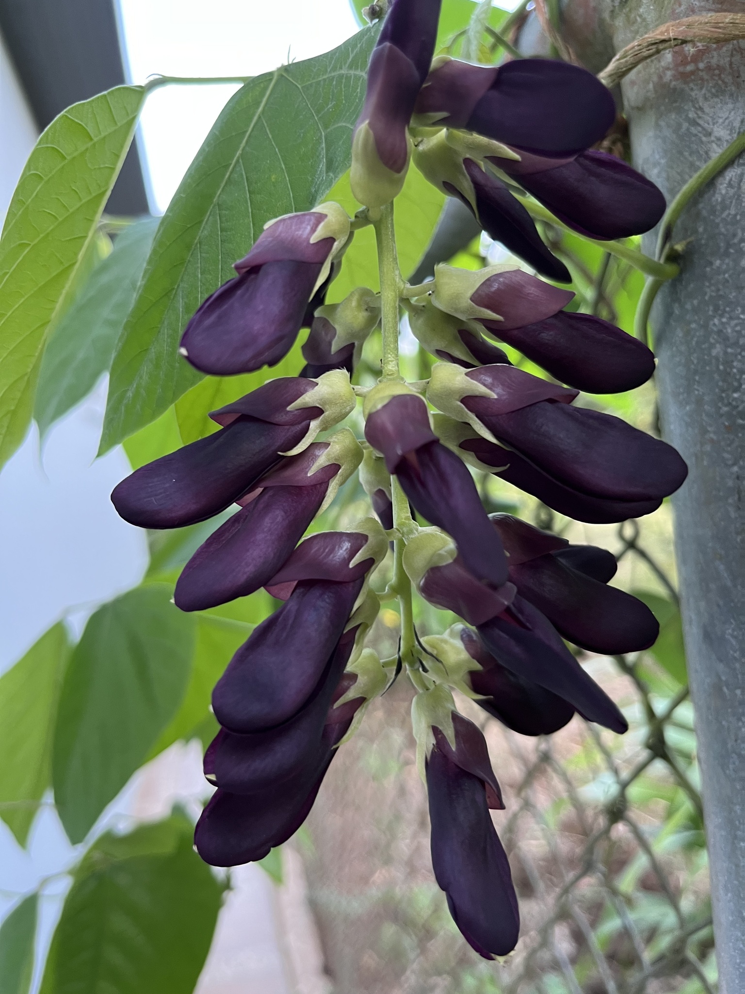 Mucuna pruriens (L.) DC.