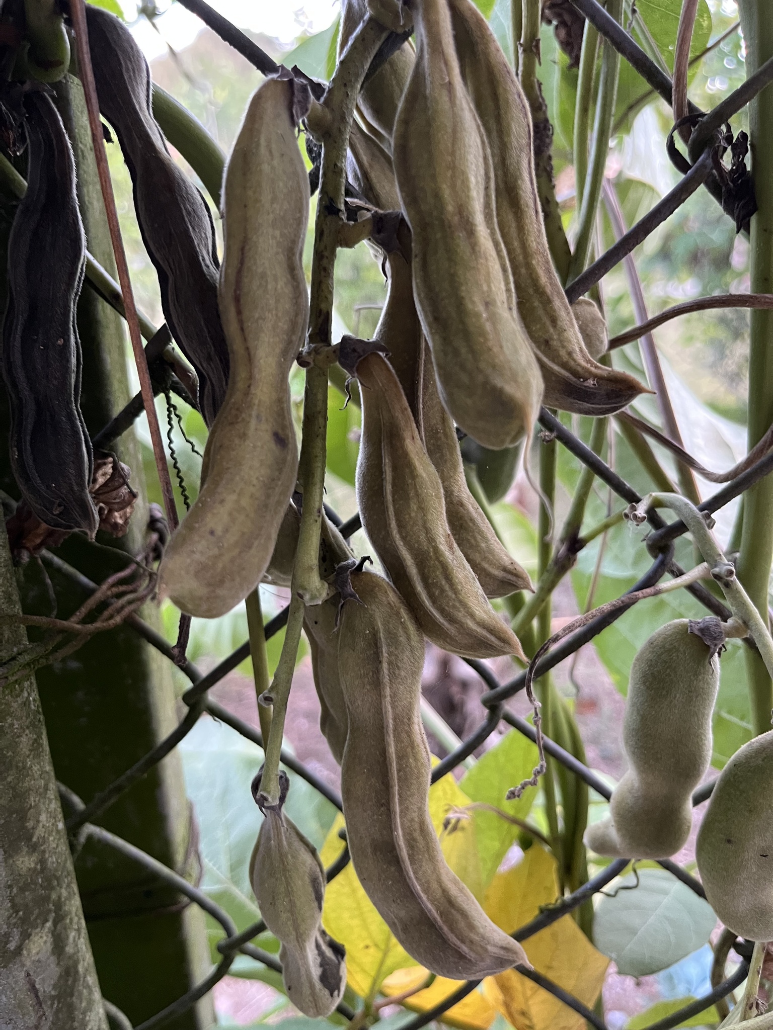 Mucuna pruriens (L.) DC.