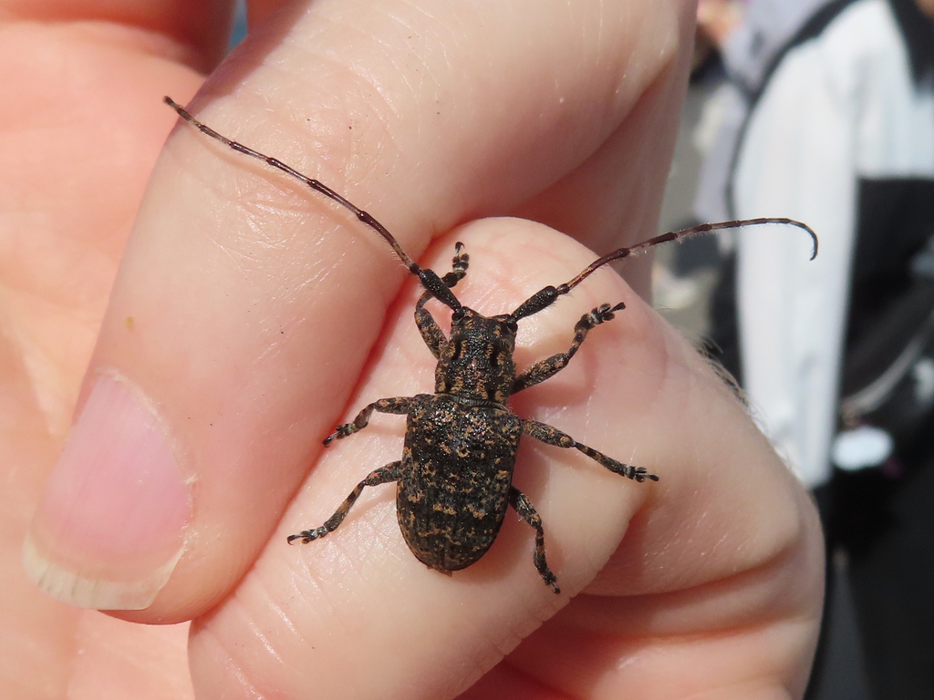 Mesosa myops from Миироёси, Иванума, Мияги 989-2464, Япония on May 05 ...