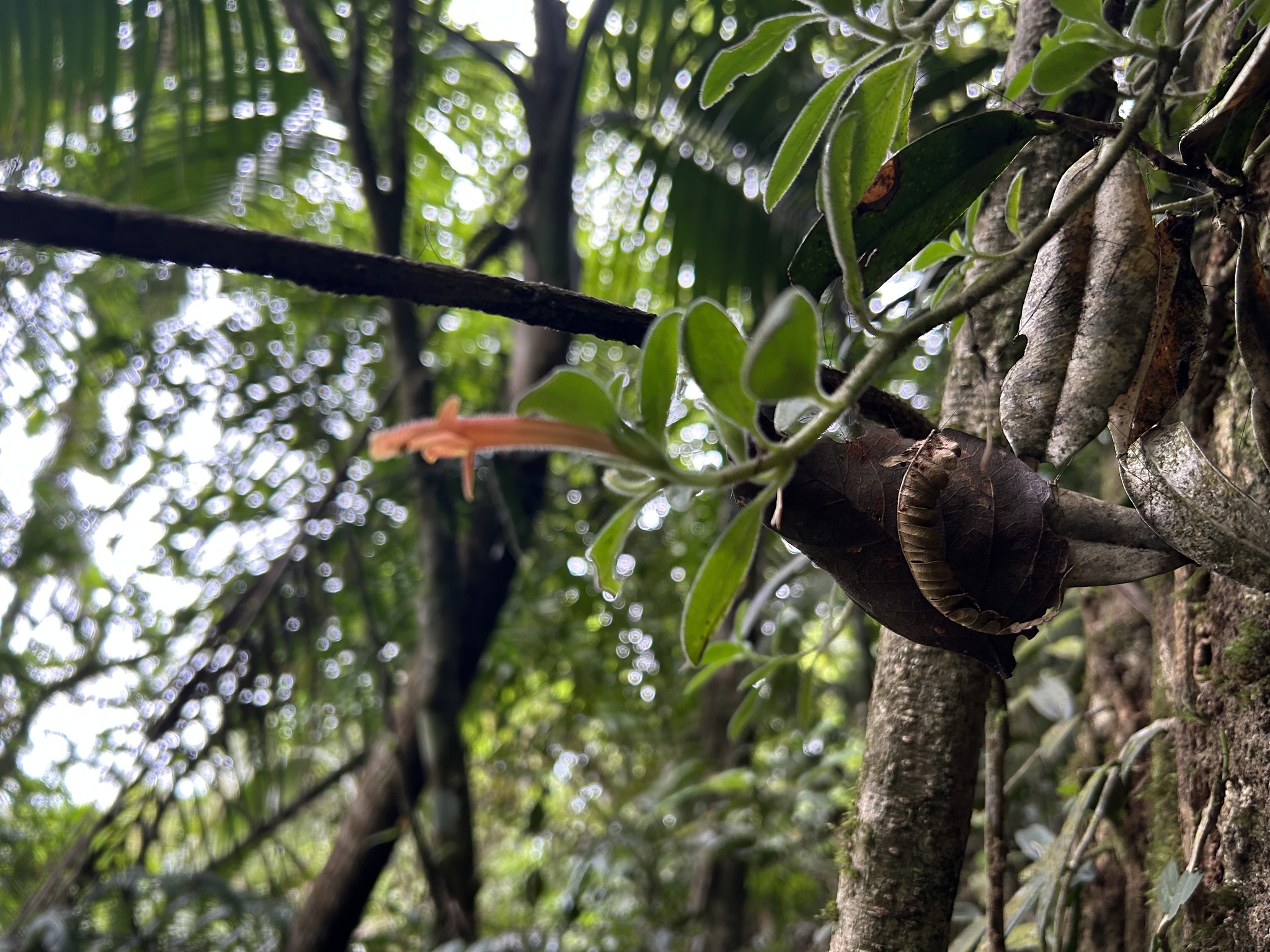 Columnea scandens L.