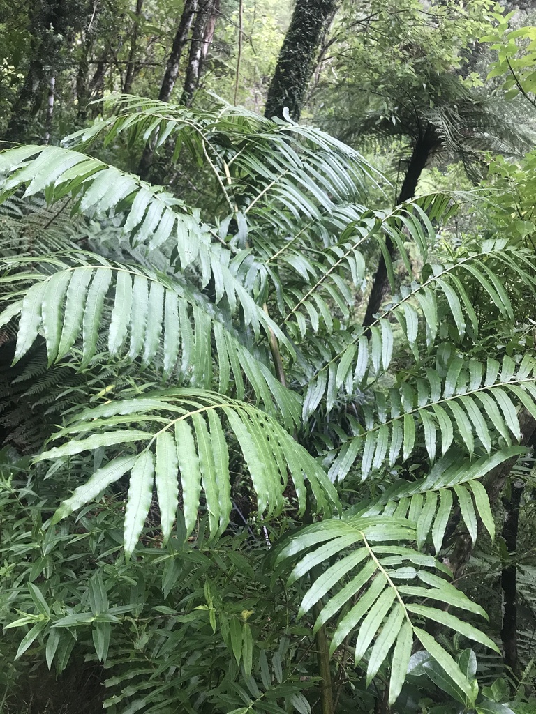 King fern from North Island, Auckland, Auckland, NZ on May 06, 2023 at ...