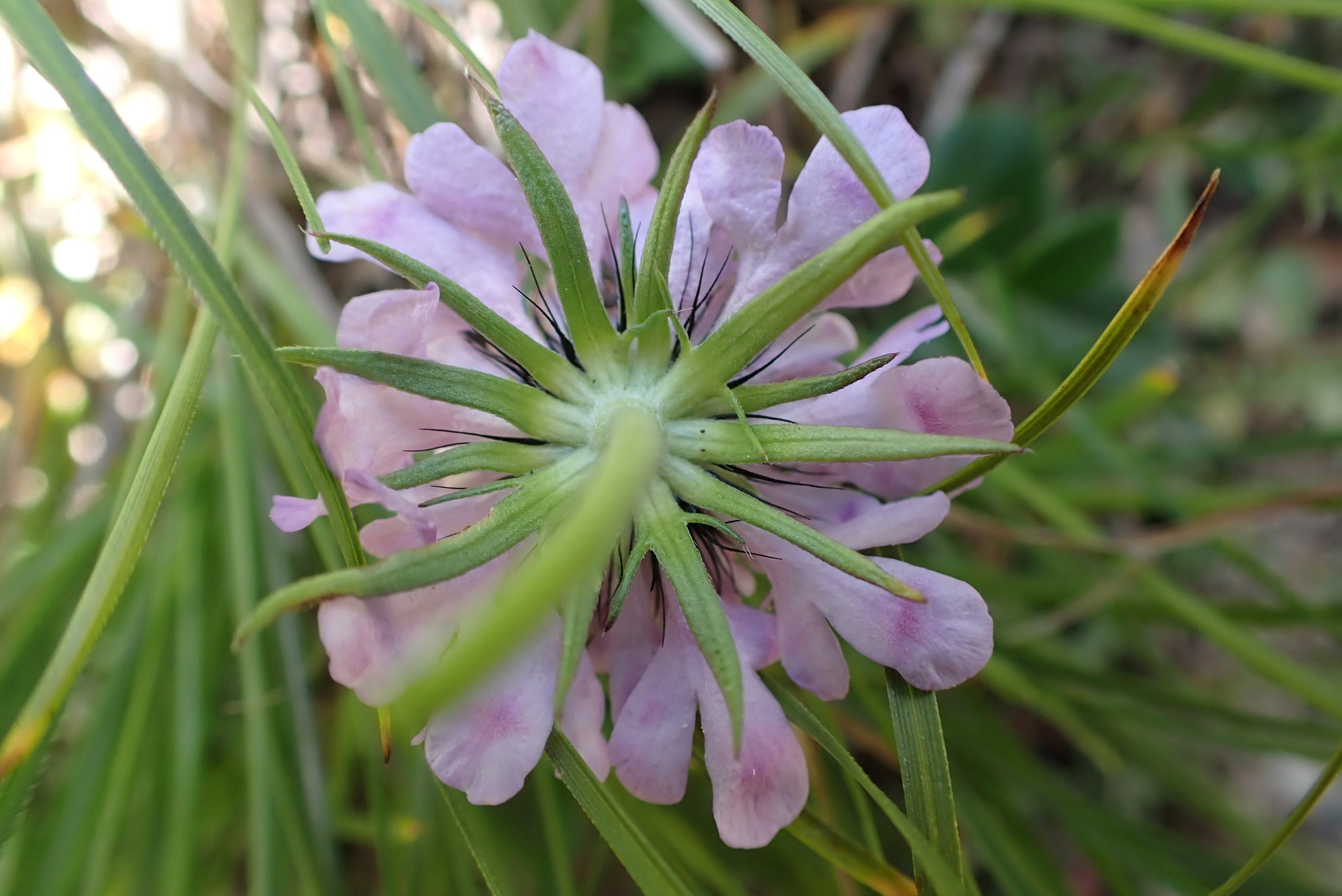 Scabiosa lucida subsp. lucida