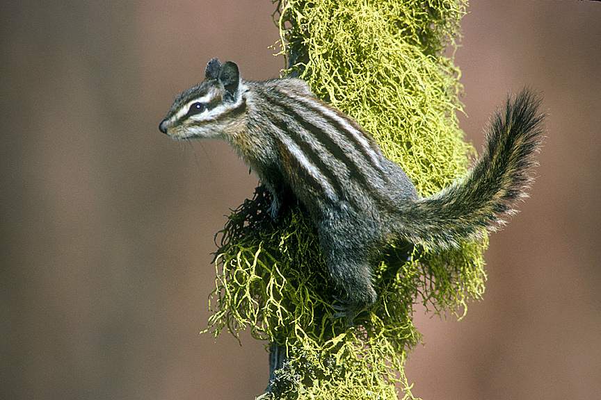Yellow-pine Chipmunk (Neotamias amoenus) - Know Your Mammals