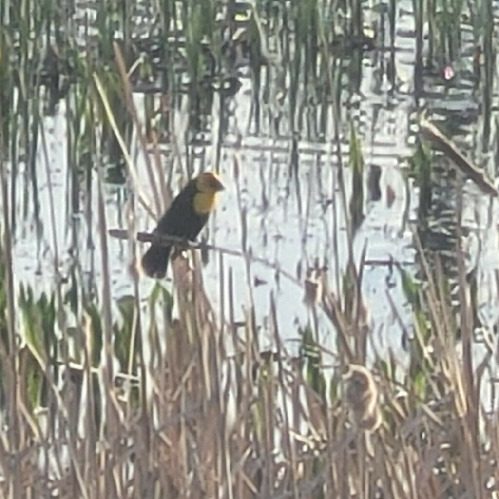 Yellow-headed Blackbird from Okanagan-Similkameen, BC, Canada on May 26 ...