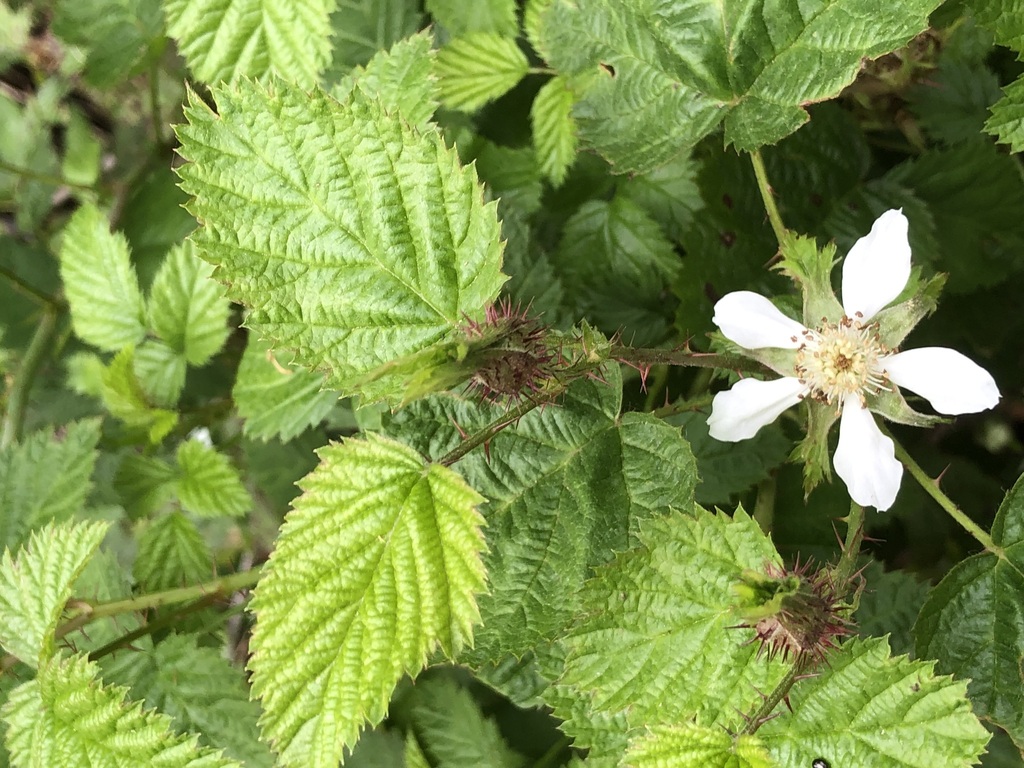 trailing blackberry from Islais Creek Trail, Glen Park, San Francisco ...