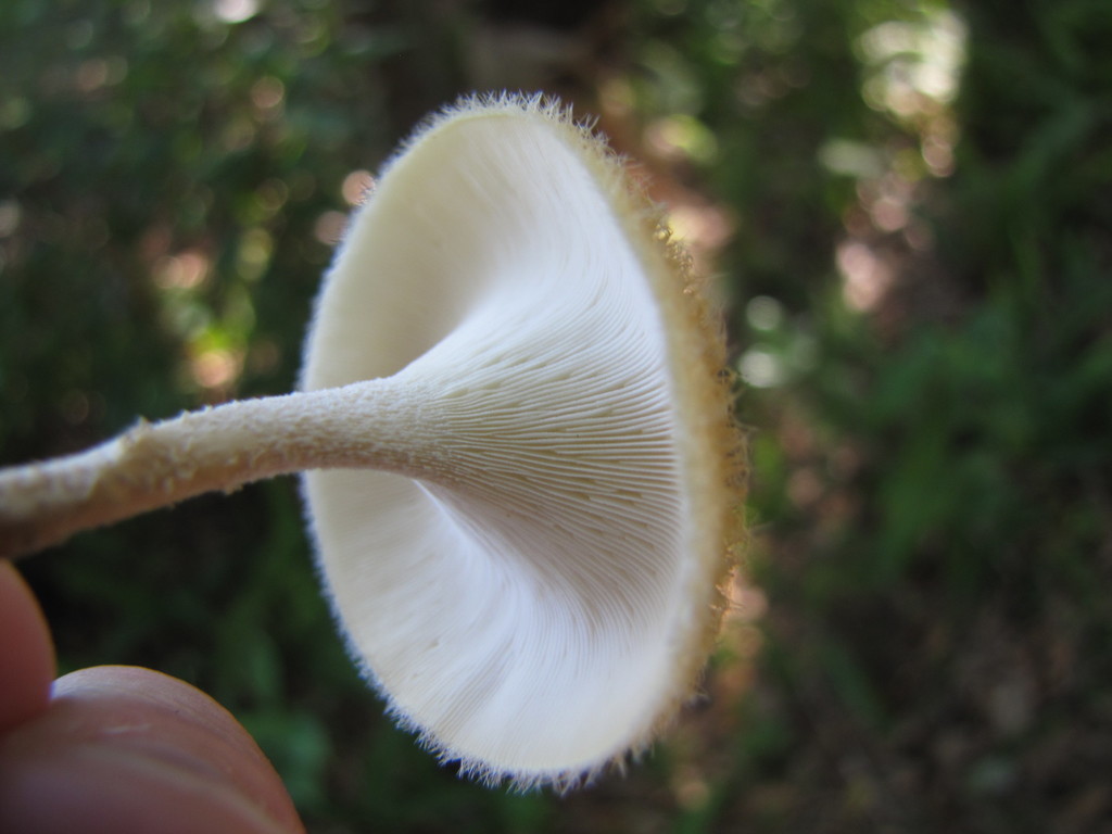 woodcaps and sawgills from Long Key Nature Center, FL on April 2, 2011 ...