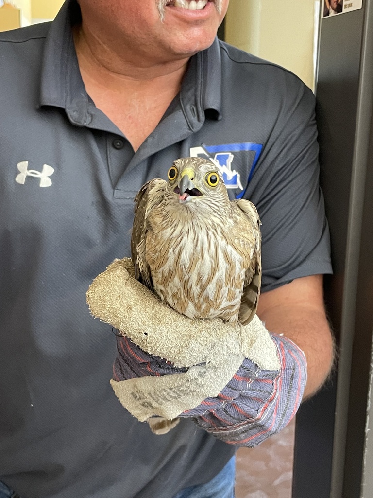 Sharp-shinned Hawk from Lightning Way, Union Gap, WA, US on May 03 ...