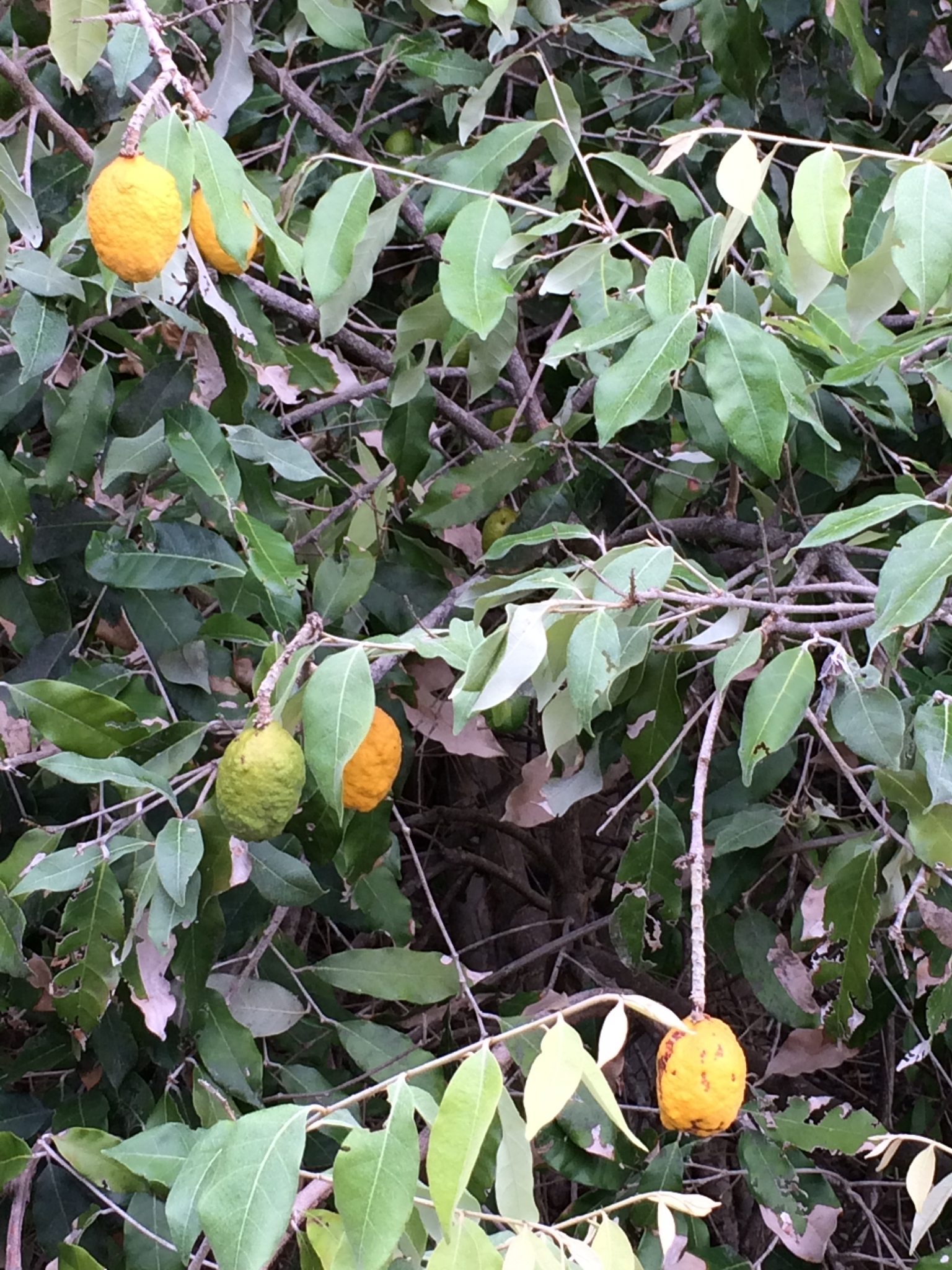 Couepia polyandra (Kunth) Rose