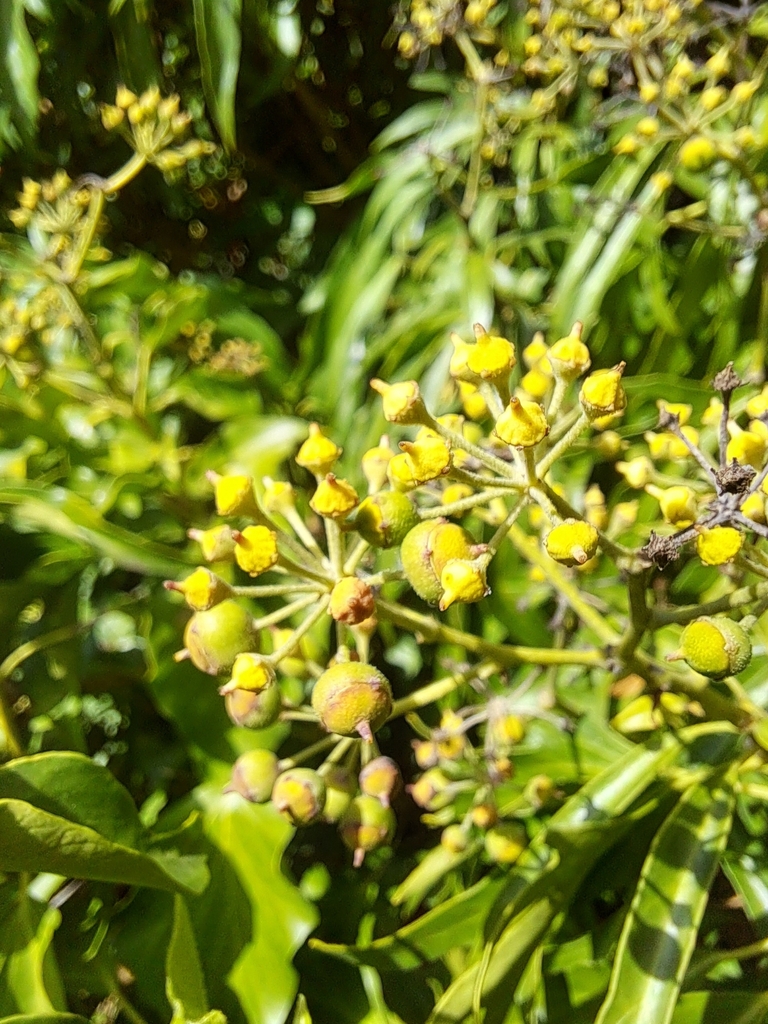 ivies from Elsmore NSW 2360, Australia on May 6, 2023 at 11:45 AM by ...