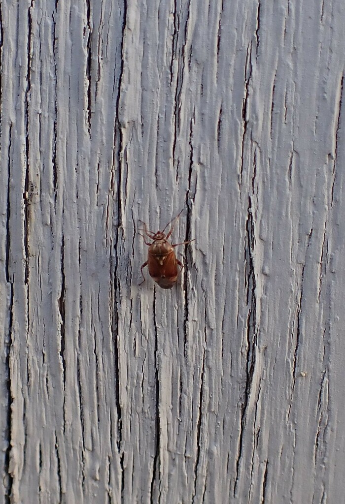 Plant Bugs from Douglasdale, Calgary, AB T2Z, Canada on April 27, 2023 ...