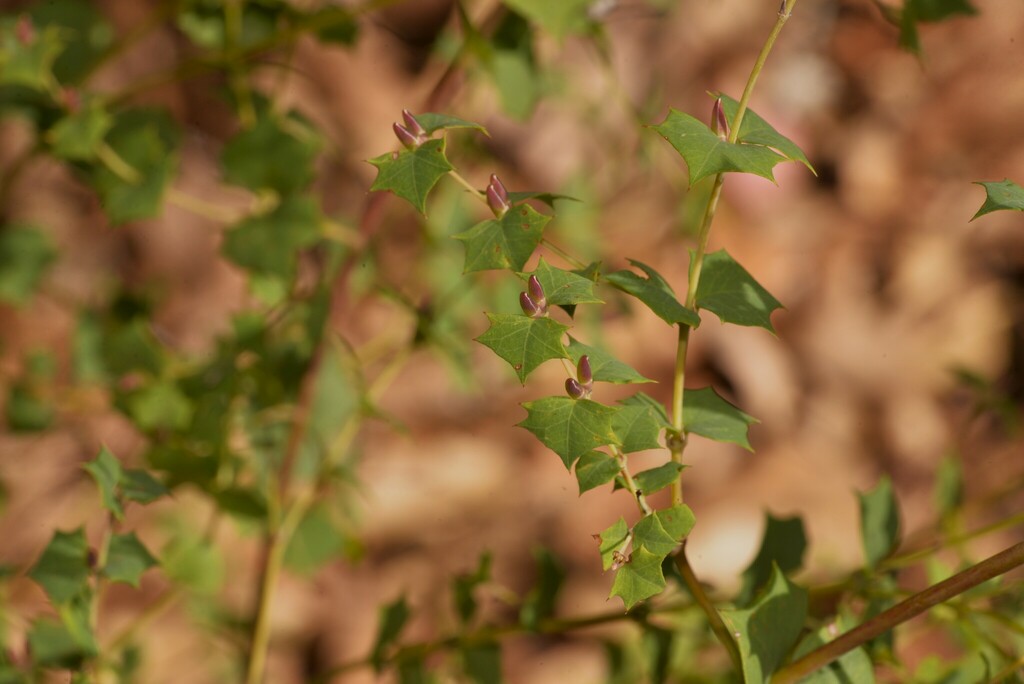 water bush from Nanga Brook WA 6215, Australia on April 18, 2023 at 10: ...