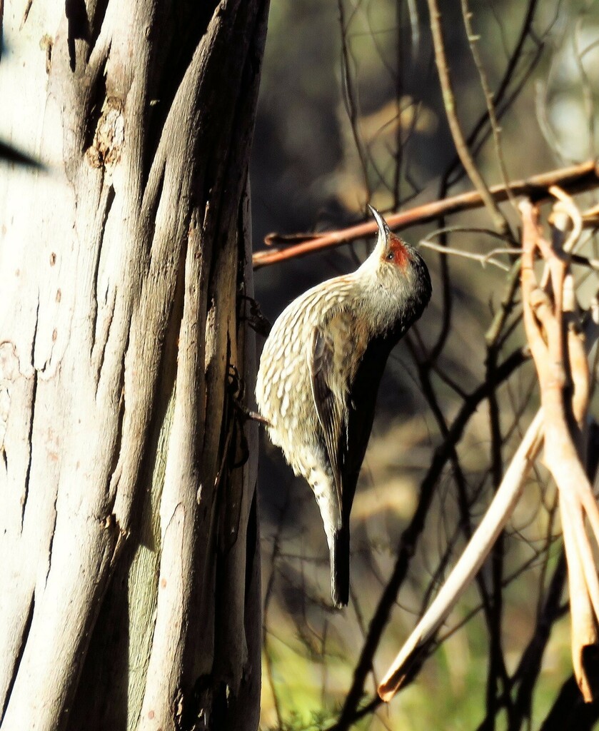Red-browed Treecreeper from Gardens of Stone SCA Lidsdale NSW 2790 ...