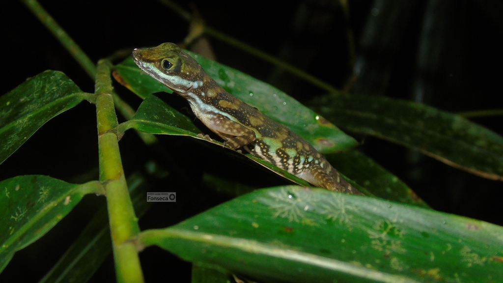 Water Anole from Estación Biólogica Las Cruces on May 5, 2023 at 07:52 ...