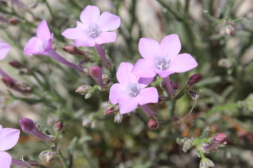 Aztec Gilia (Aliciella formosa) · iNaturalist United Kingdom