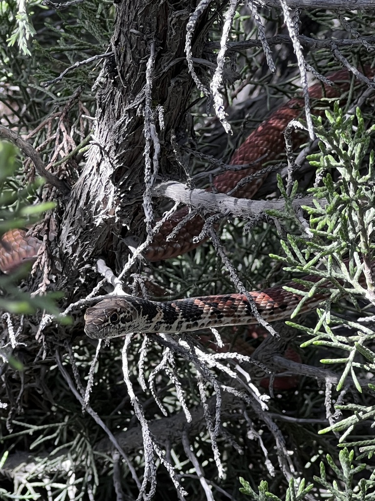 Coachwhip from Escondido Canyon Rd, Santa Clarita, CA, US on April 29 ...
