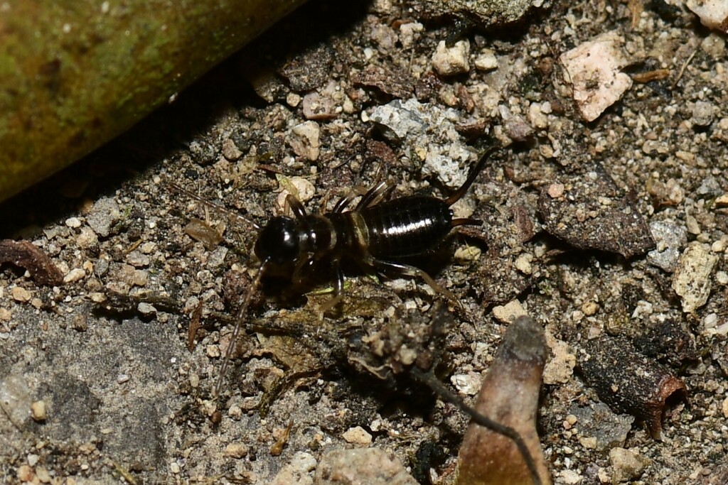 Extant Earwigs from 湖州黄浦江源龙王山旅游区 on May 1, 2023 at 04:33 PM by rhinolin ...