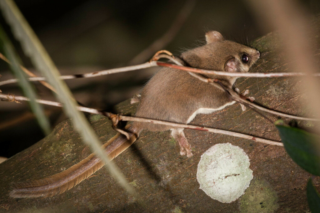 Feather-tailed Gliders and Possums (Acrobatidae) - Know Your Mammals