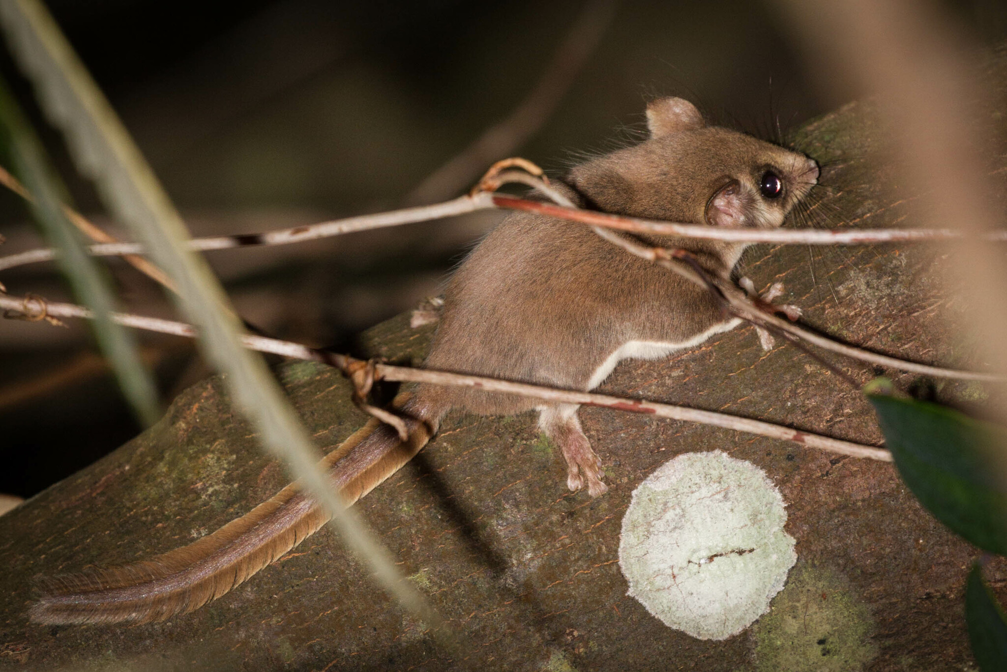 Acrobates pygmaeus (Shaw, 1793)