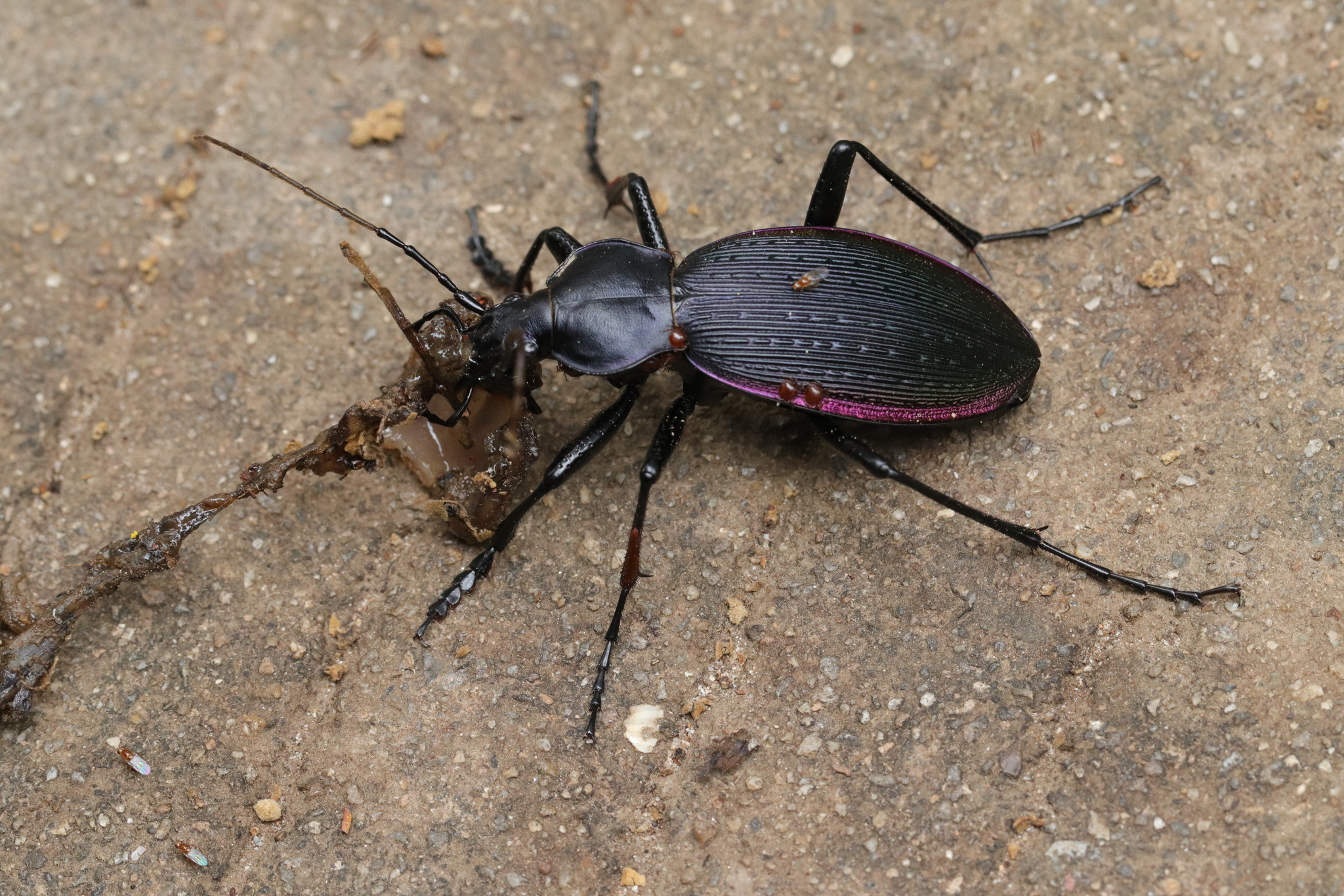 Carabus prodigus Erichson, 1834
