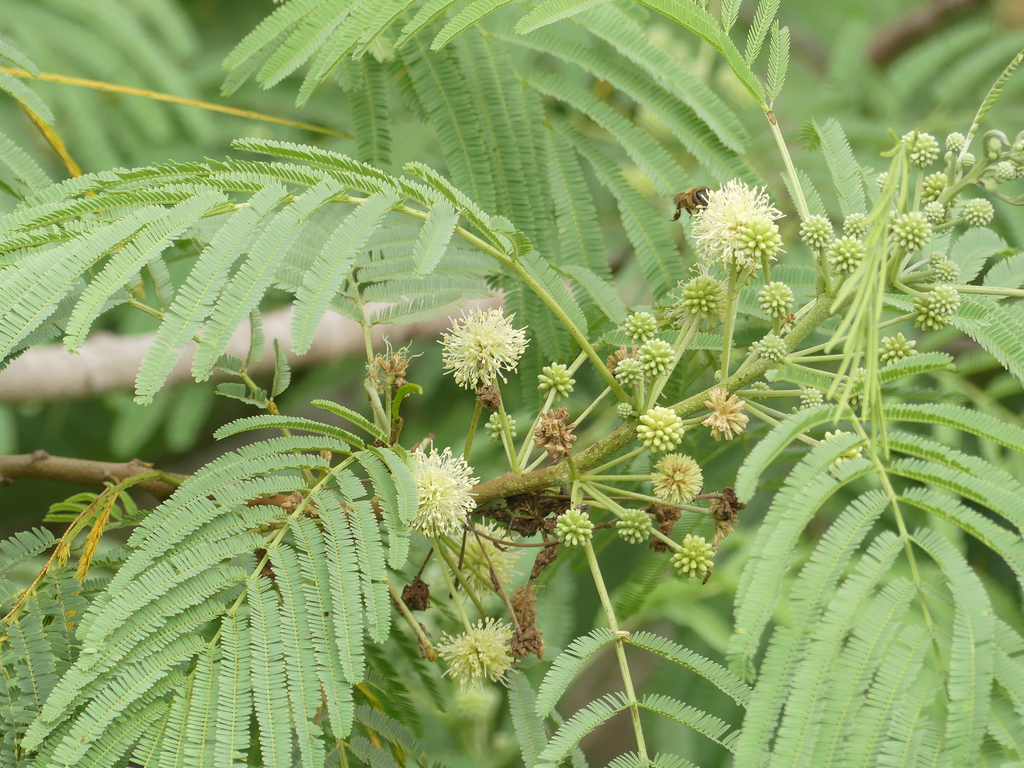 great leadtree from Hidalgo County, TX, USA on April 25, 2023 at 09:47 ...