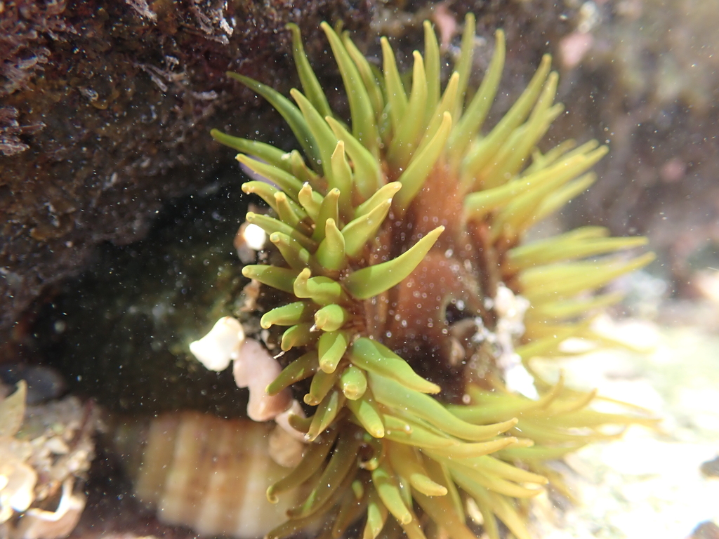 Green snakelock anemone from Sunshine Coast QLD, Australia on May 05 ...