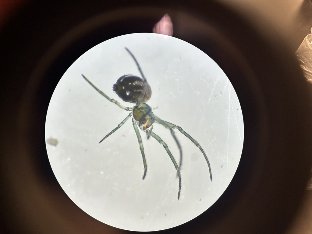 Orchard Spiders and Allies from Universidad de Puerto Rico - Recinto de ...