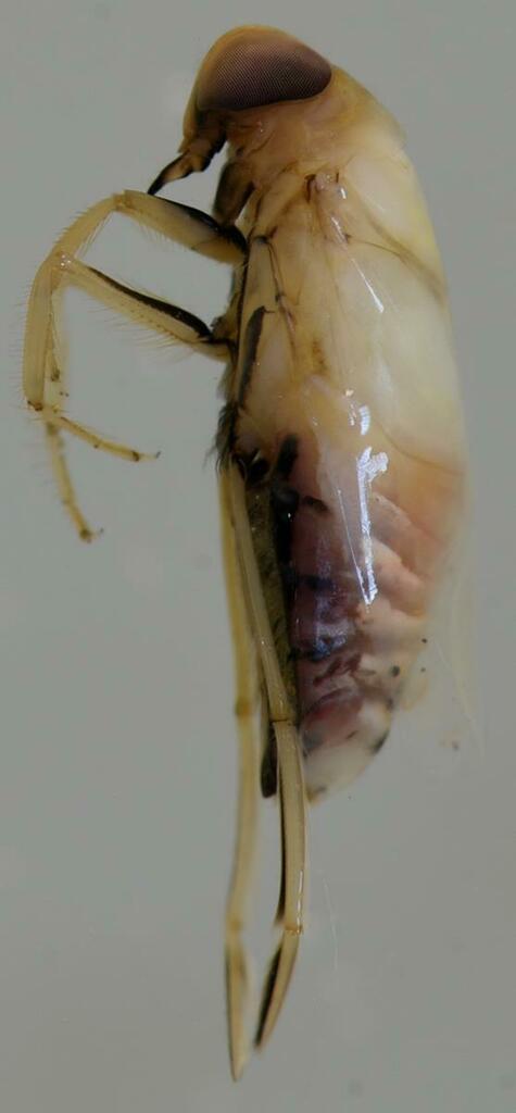 Common Backswimmers in May 2023 by Rob Palmer · iNaturalist